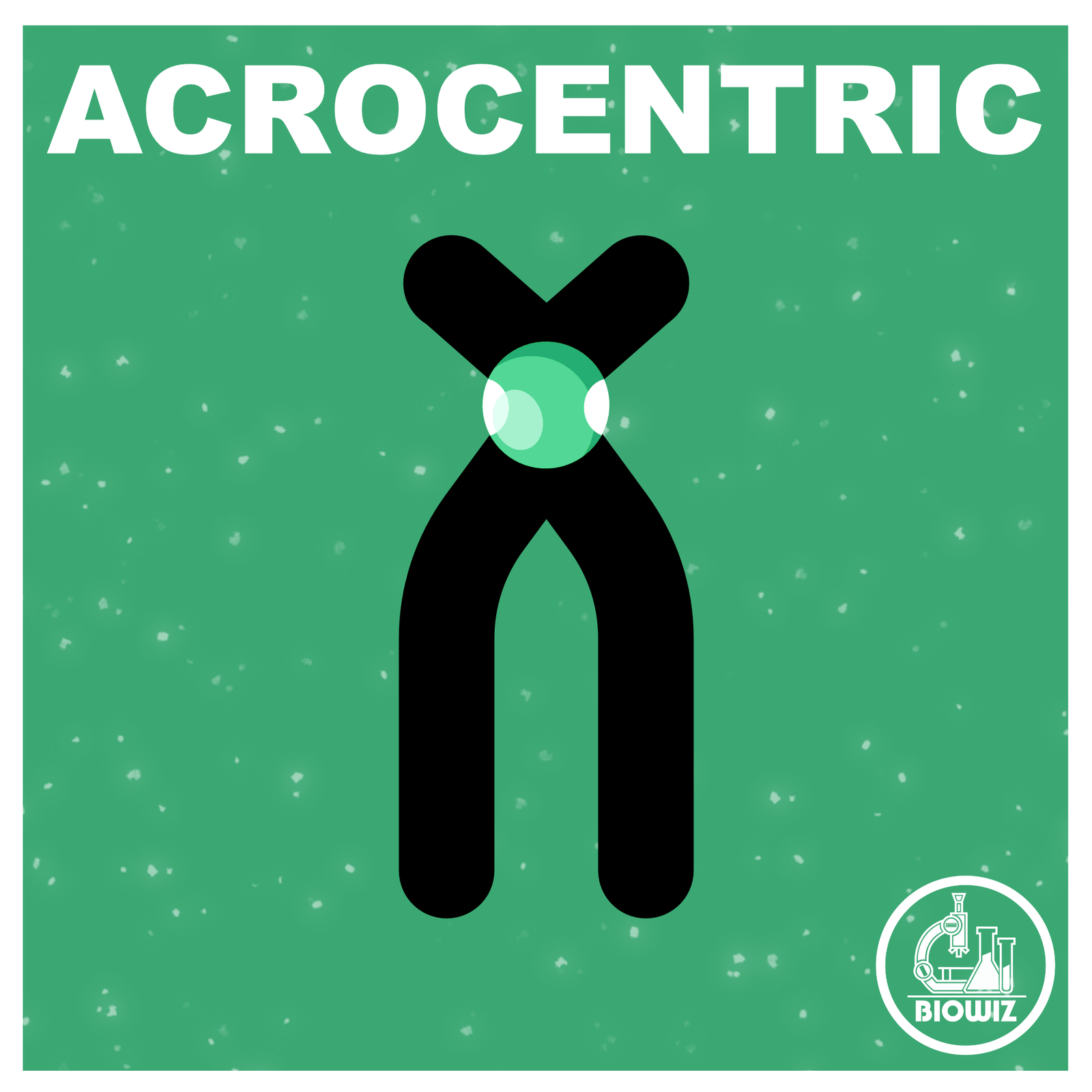 TYPES OF CHROMOSOMES