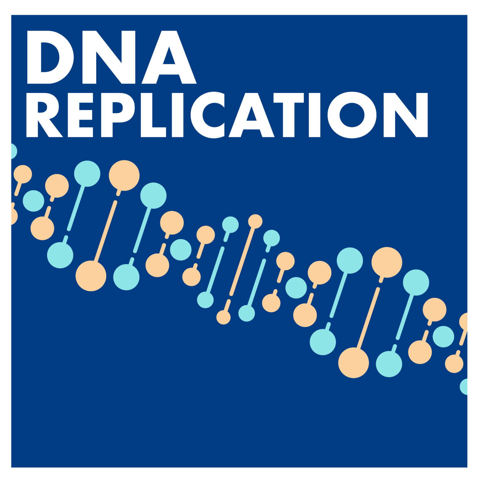 DNA REPLICATION