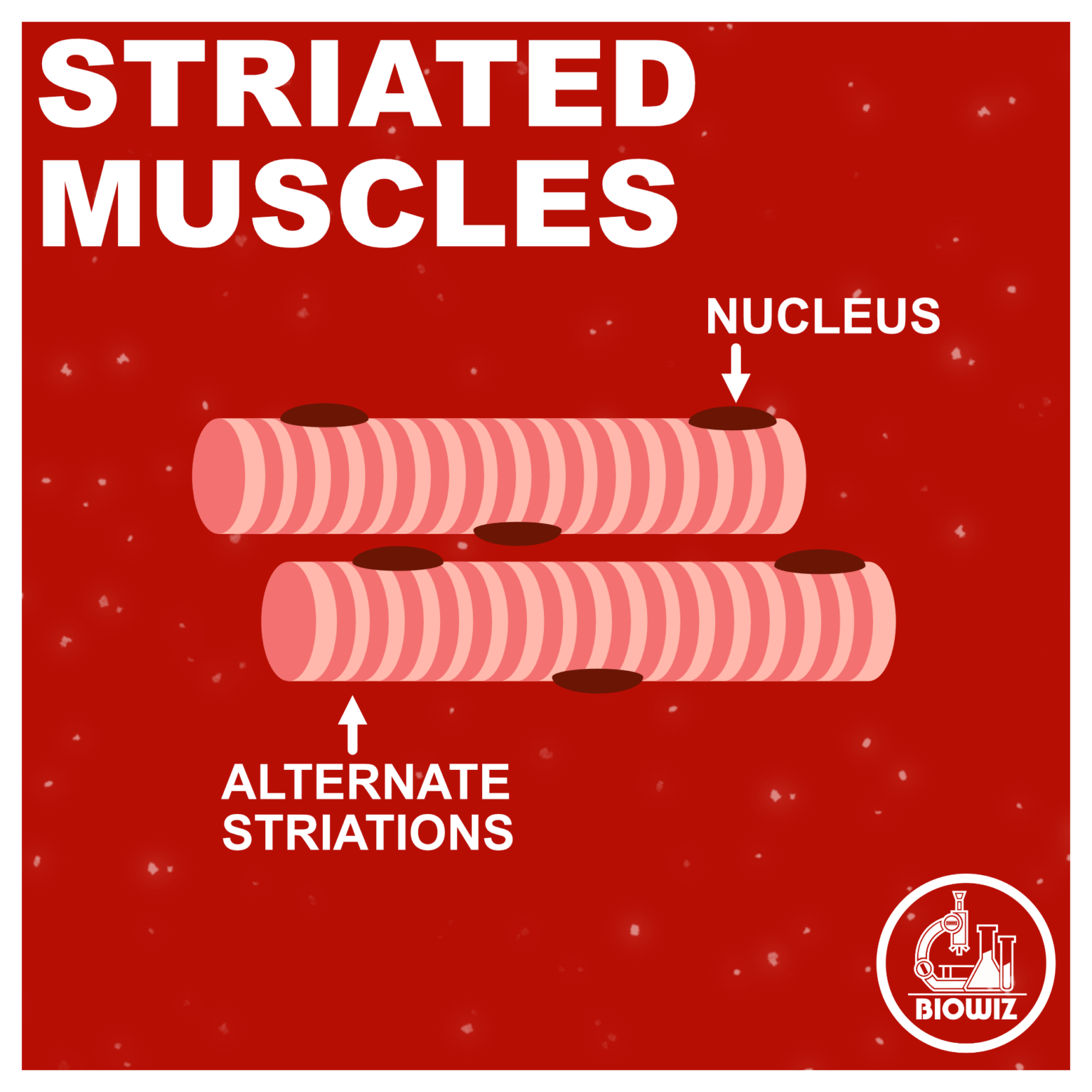 STRIATED MUSCLES